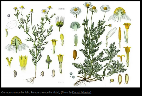 The History of Chamomile | Rite Innovations